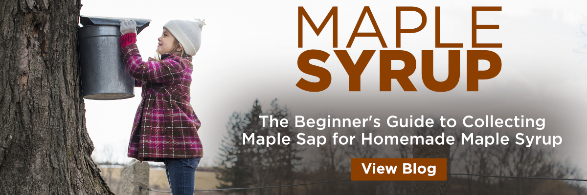 Maple Sugaring